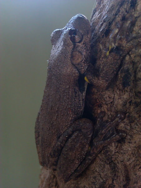 Northern Laughing Tree Frog, Roth's Tree Frog | Project Noah