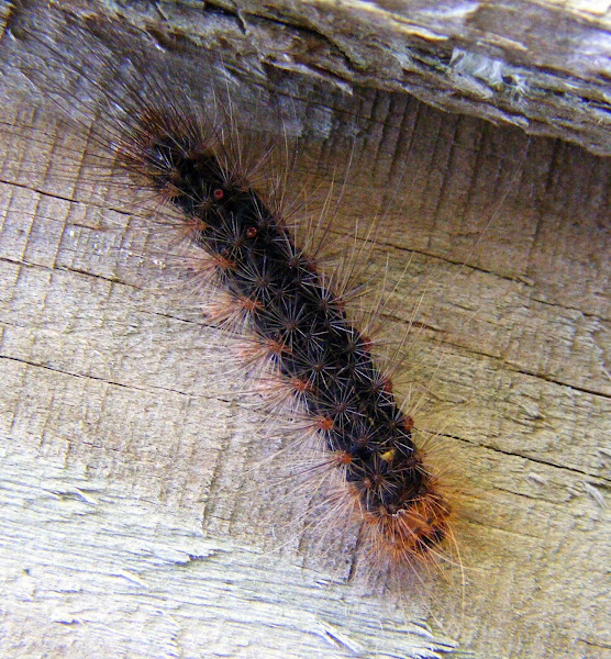 White Cedar Moth Caterpillar | Project Noah