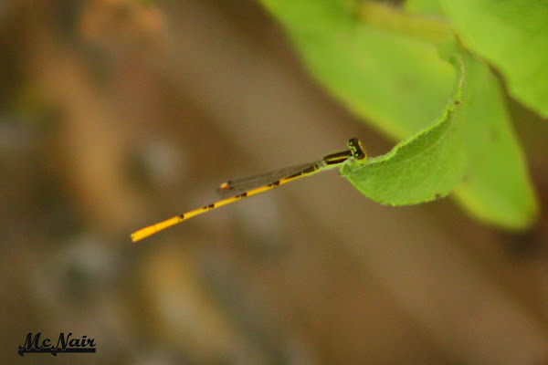 Citrine Forktail Dragonfly (male) | Project Noah