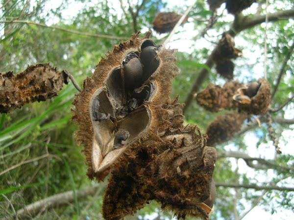 Bejuco Mucuna - Mucuna Vine | Project Noah