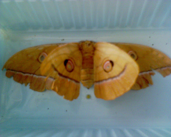 Japanese Silk Moth | Project Noah