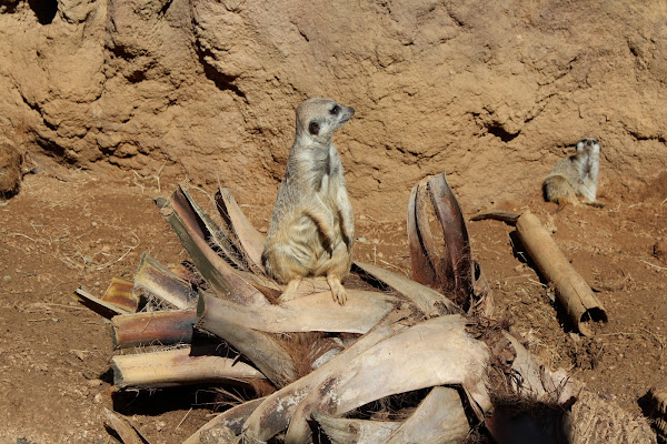 Meerkat | Project Noah