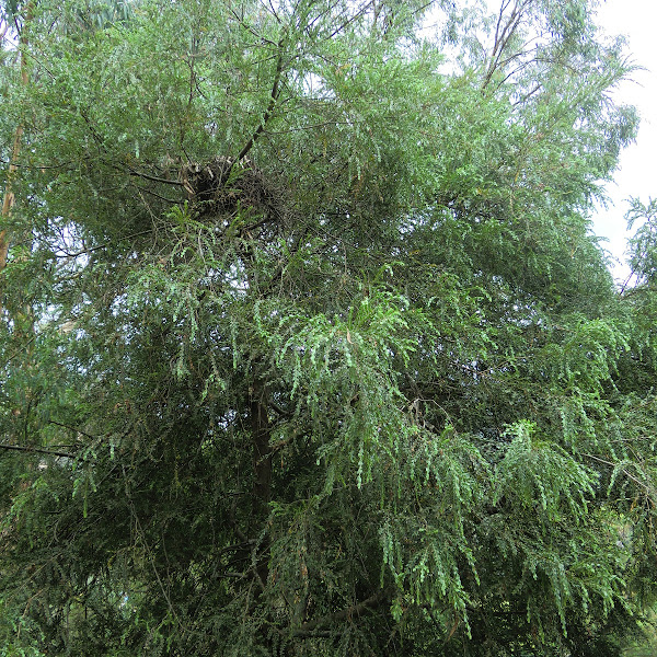Brushtail possum nest | Project Noah