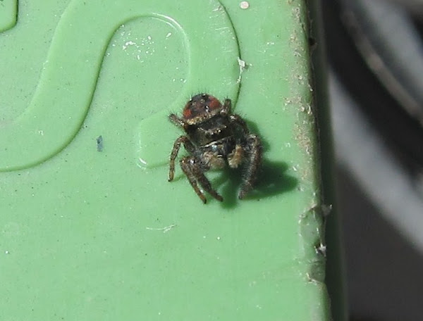Johnson Jumping Spider | Project Noah