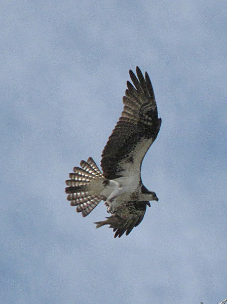 Osprey | Project Noah