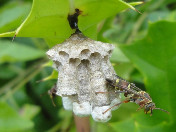 Banded Paper Wasp | Project Noah