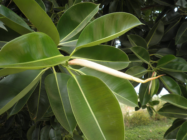 Ficus macrophylla | Project Noah
