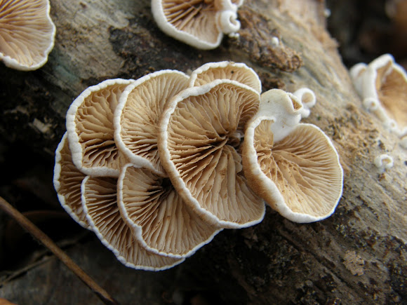 Crepidotus mushroom | Project Noah
