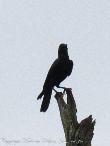 Slender-billed Crow | Project Noah