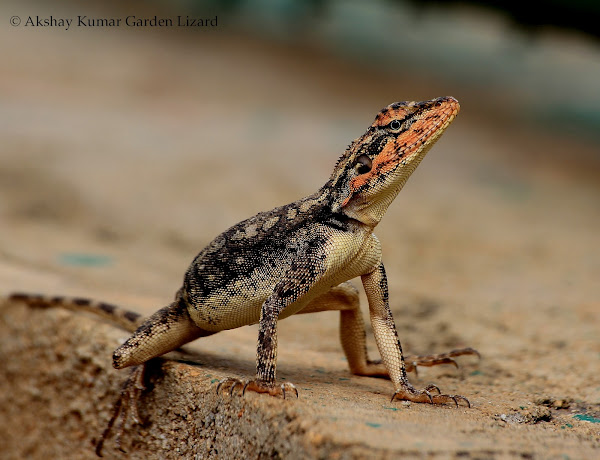 Garden lizard | Project Noah