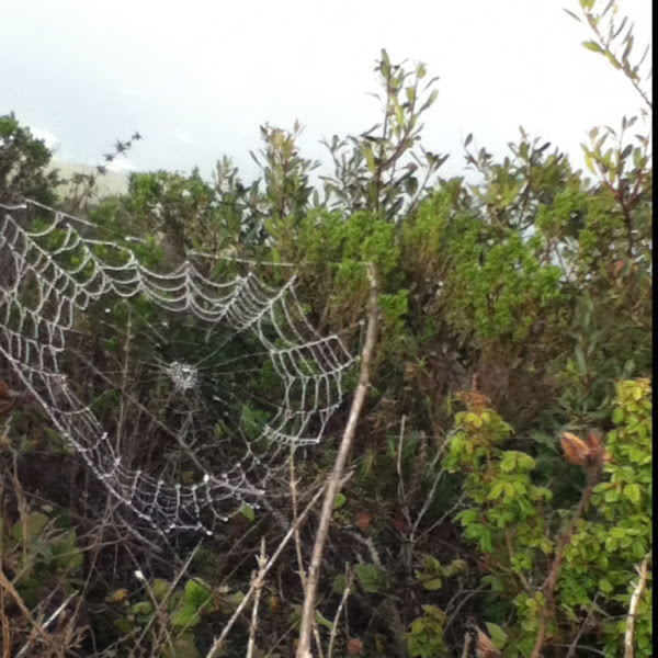 Spider web | Project Noah