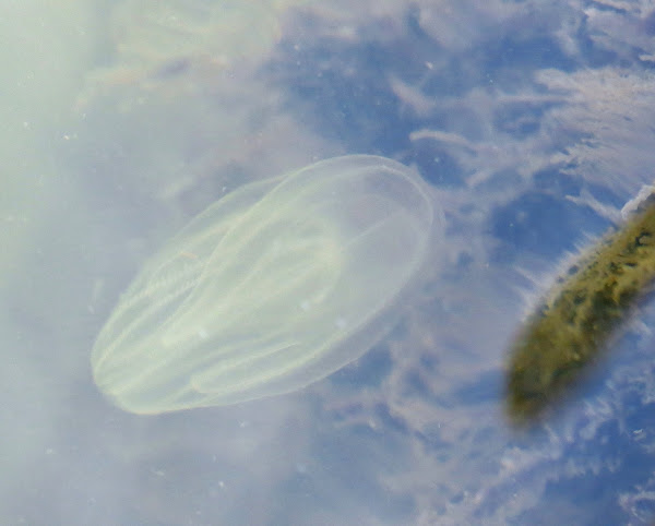 Comb jellyfish | Project Noah