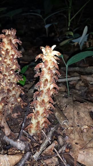 Squawroot | Project Noah