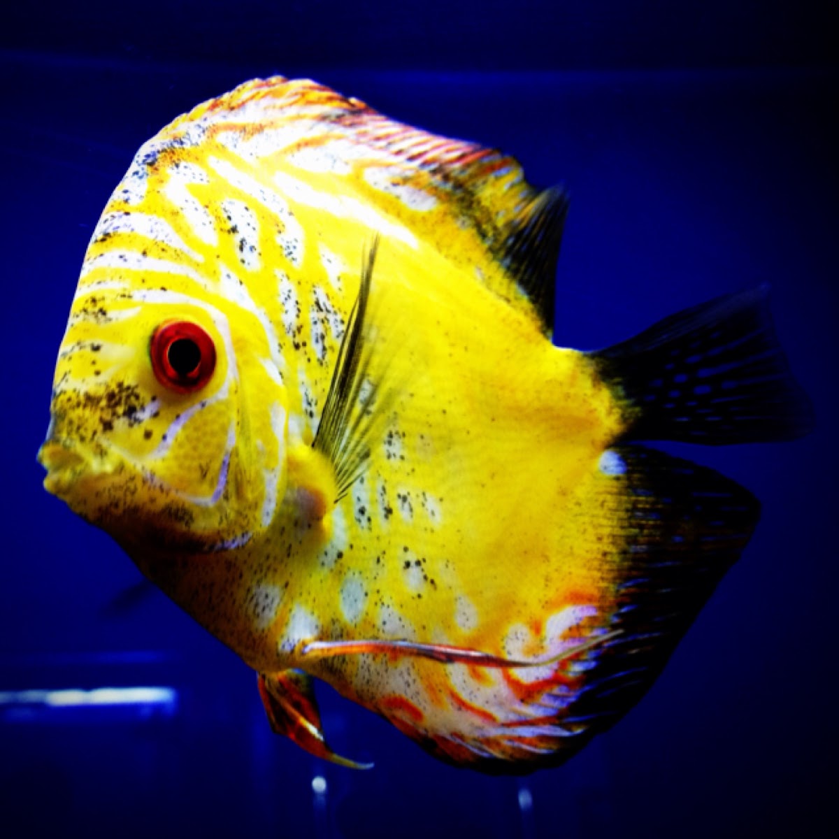 Discus | Project Noah