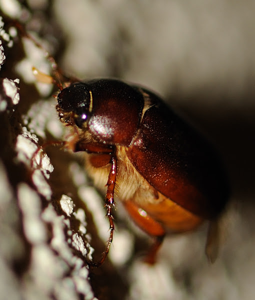 May beetles, June bugs, and June beetles | Project Noah