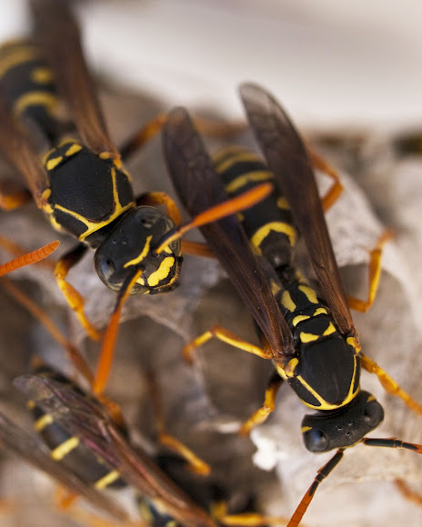 Asian Paper Wasp | Project Noah