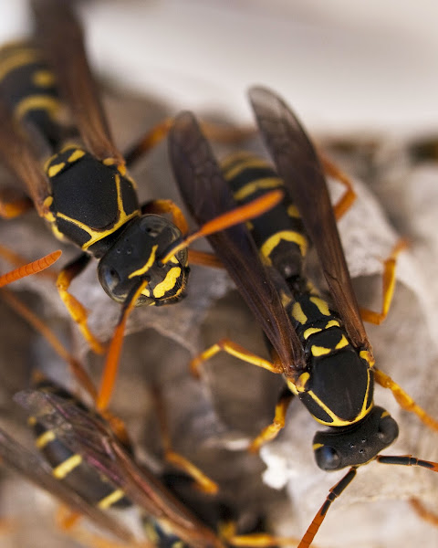 Asian Paper Wasp | Project Noah