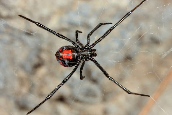 Widow Spider | Project Noah