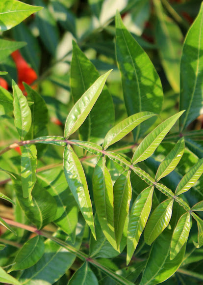 Winged Sumac | Project Noah