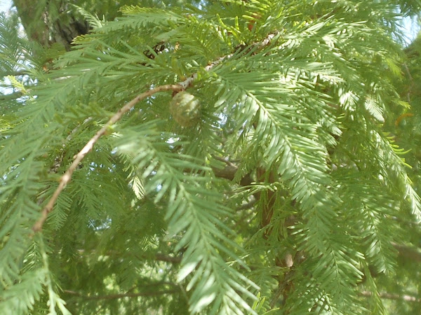 Montezuma Bald Cypress | Project Noah