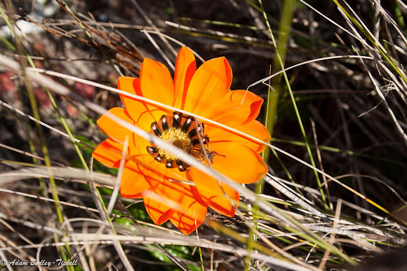 Gousblom | Project Noah