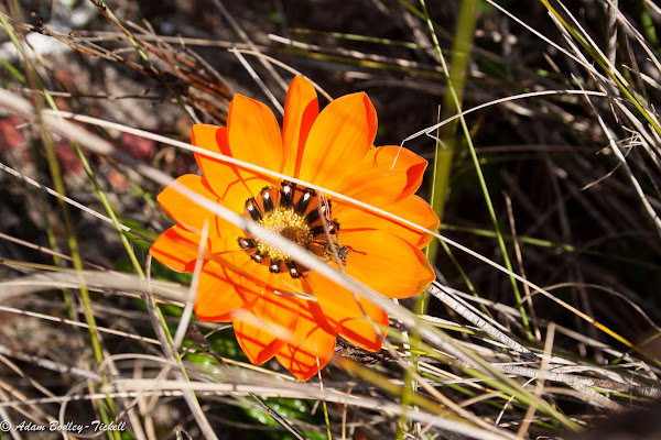 Gousblom | Project Noah