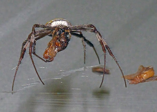 St Andrew's Cross Spiders | Project Noah