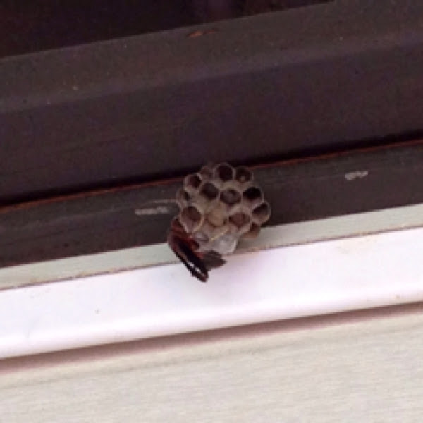 Paper Wasp | Project Noah