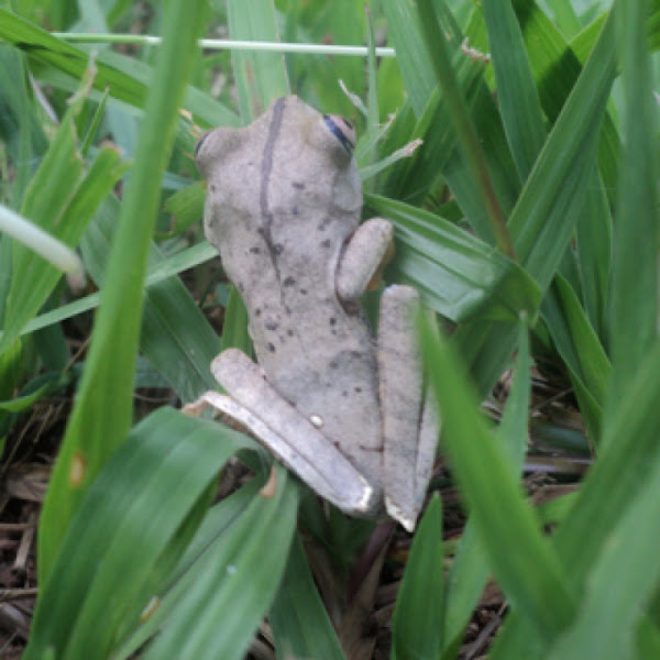 Frog | Project Noah