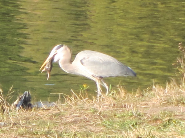 Great Blue Heron Eating Gopher | Project Noah