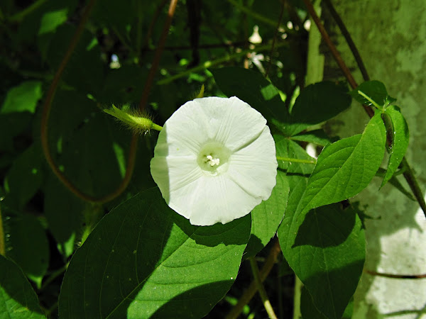 Hairy woodrose | Project Noah