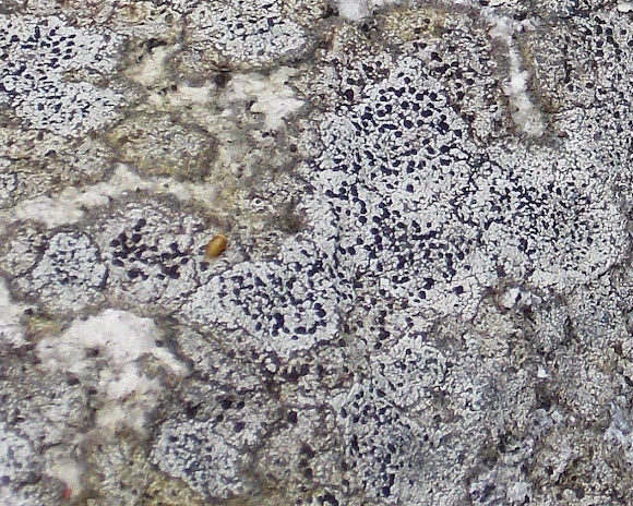 Cinder Lichen | Project Noah