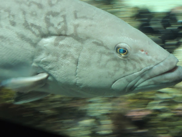 Gag grouper | Project Noah