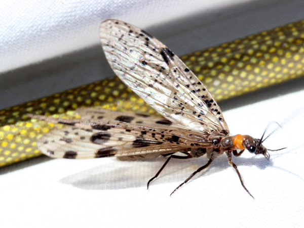 Dobson-fly | Project Noah