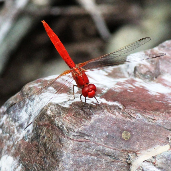 Scarlet Percher Dragonfly | Project Noah