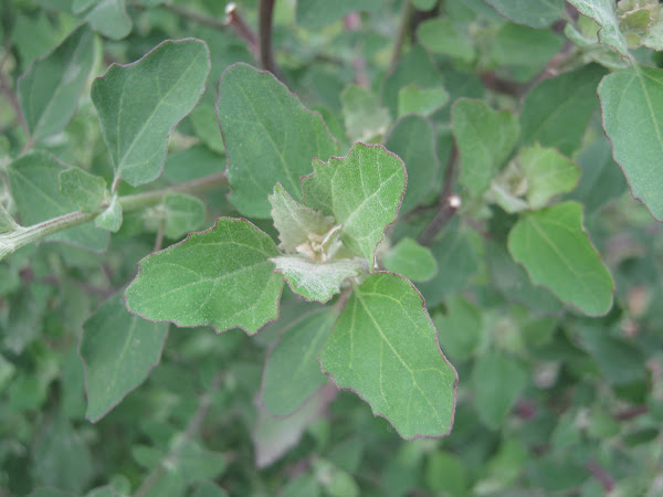 White goosefoot / Loboda | Project Noah