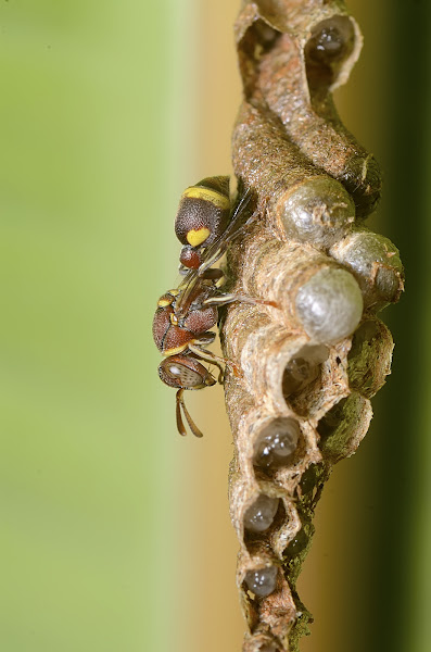 Small Brown Paper wasp | Project Noah