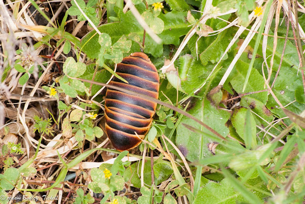 Cape Mountain Cockroach | Project Noah