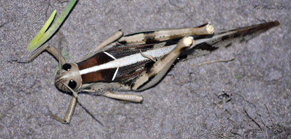 Garden Locust | Project Noah