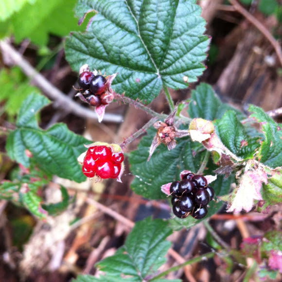 Common Blackberry | Project Noah