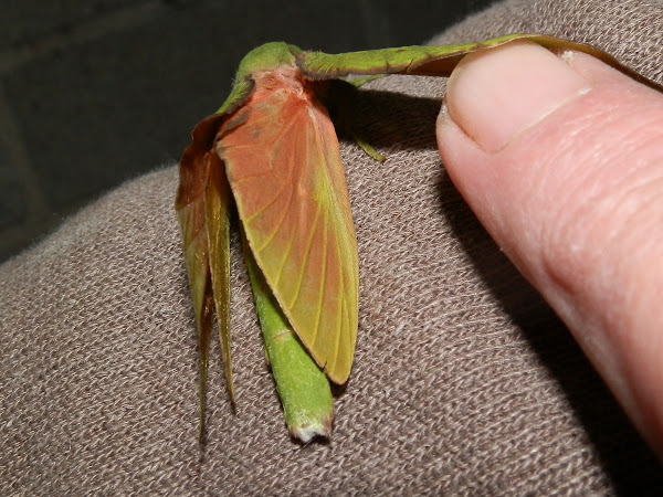 Aenetus eximia (♀) | Project Noah