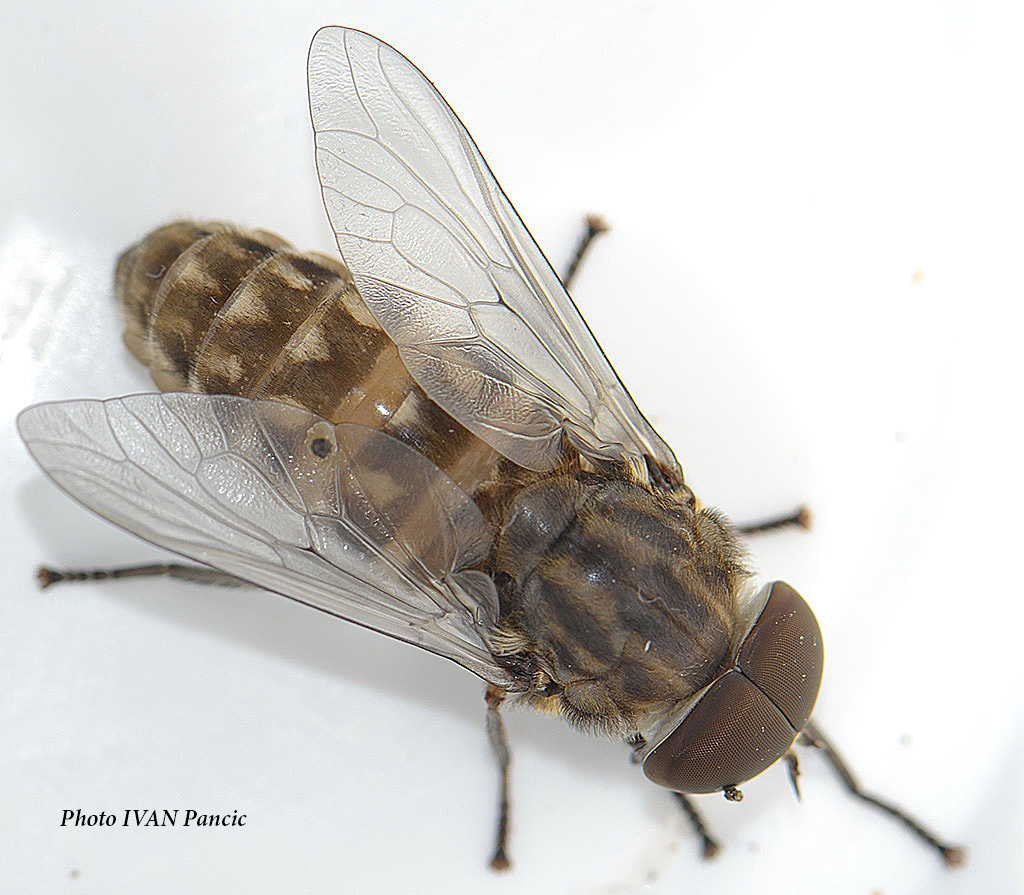 Diptera brachycera | Project Noah