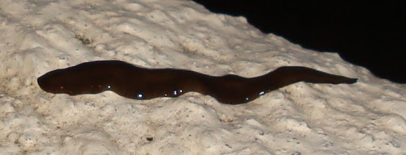 Terrestrial Flatworm | Project Noah
