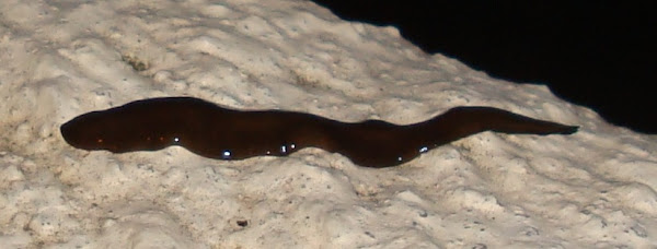 Terrestrial Flatworm | Project Noah