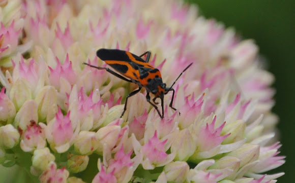 False Milkweed Bug | Project Noah