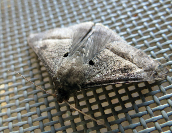 Small mocis | Project Noah