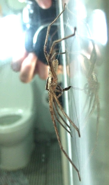 Brown Huntsman Spider | Project Noah