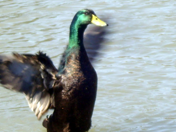 Mallard Hybrid | Project Noah