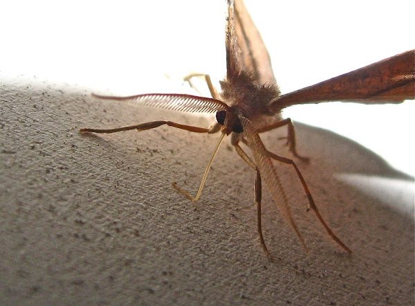 Juniper Geometer | Project Noah