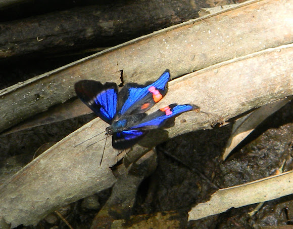 Blue Doctor - Neotropical Metalmark | Project Noah